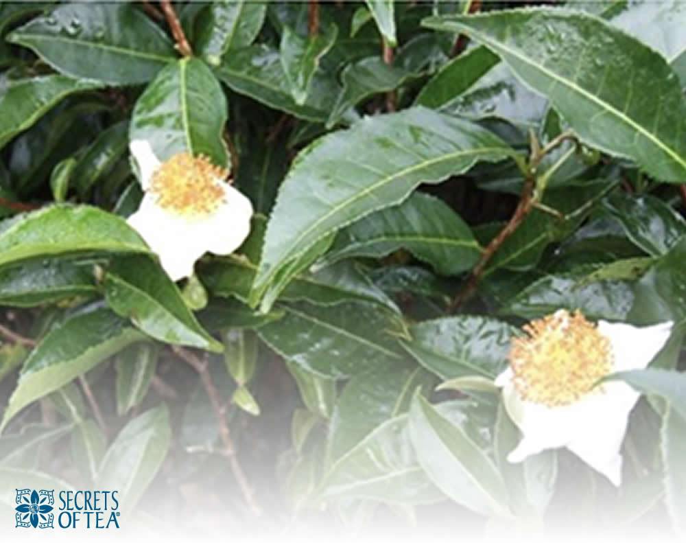 Secrets of tea plant revealed by science – SecretsOfTea